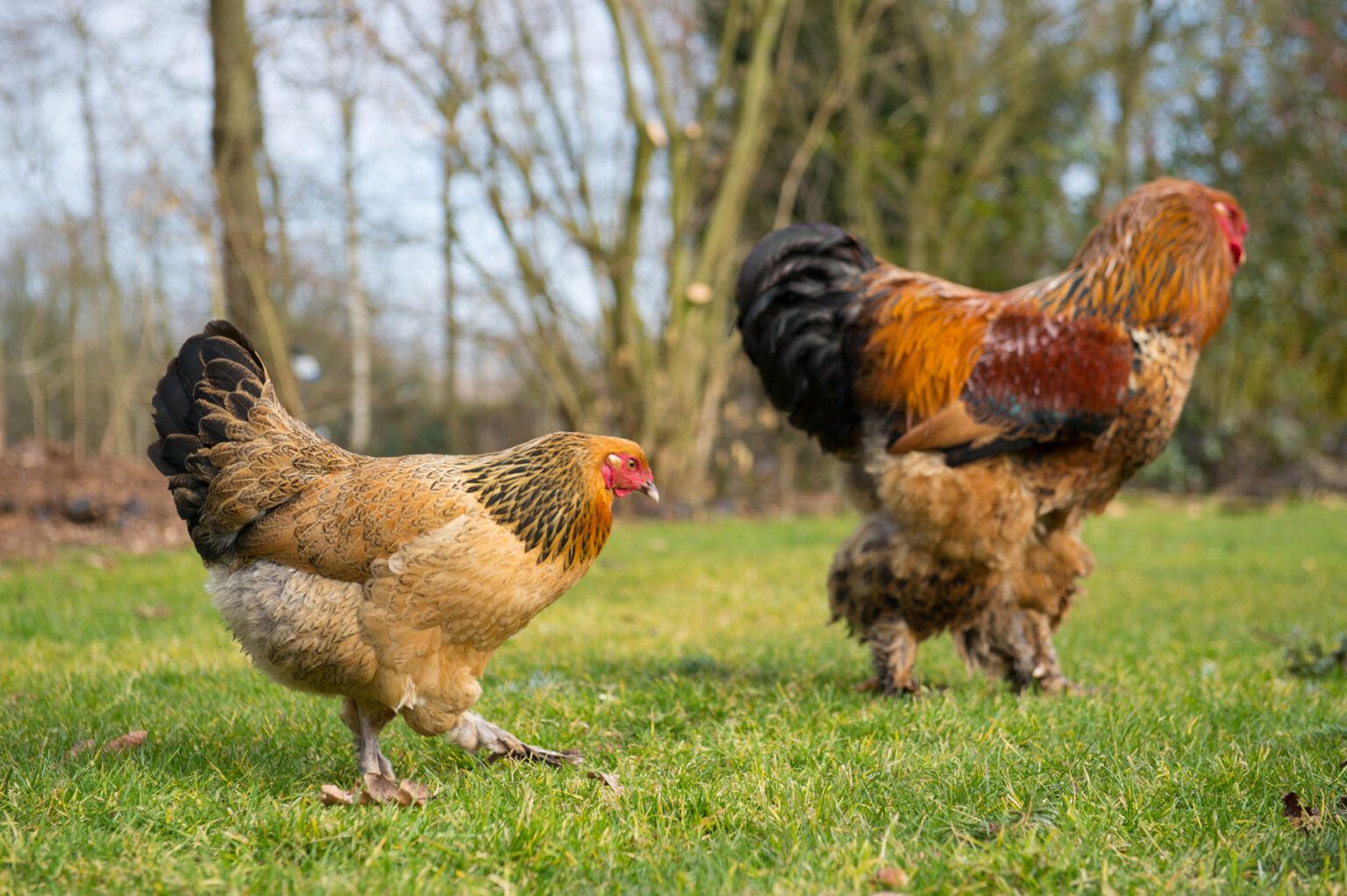 The Brahma Chicken - Raising a Large Breed - Backyard Poultry